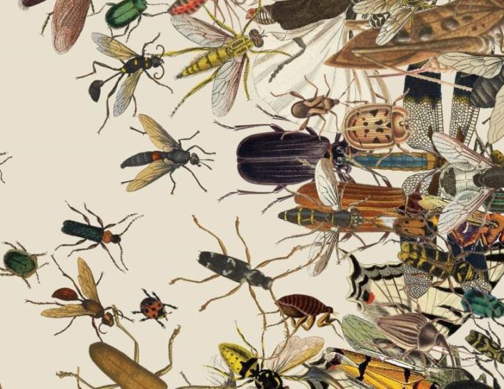 Insect Pest Control Services in Ahmedabad - Express Pest Control